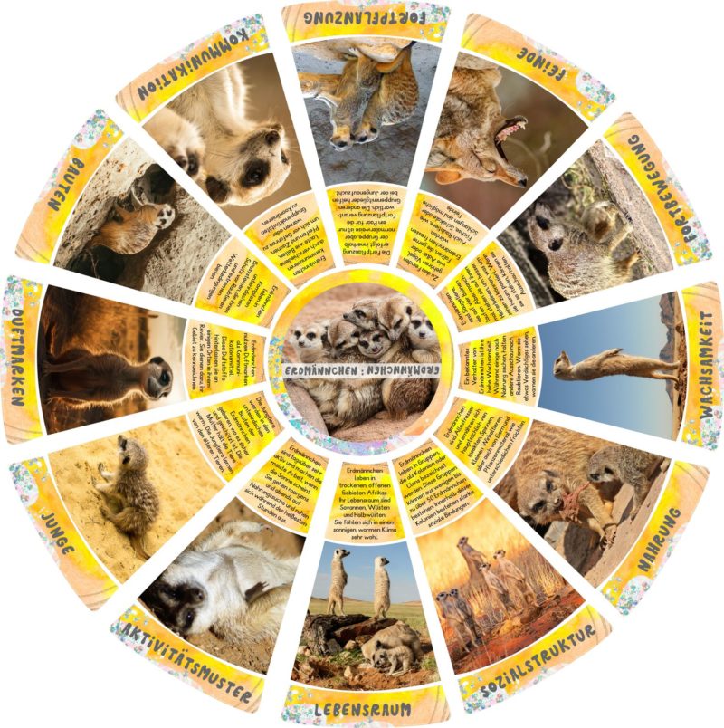 Legekreis: Erdmännchen – Zaubereinmaleins Shop